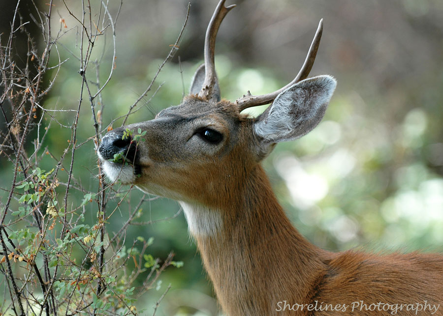Falling into the rut - Urban Wildlife Stewardship Society