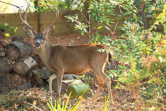 Falling into the rut - Urban Wildlife Stewardship Society